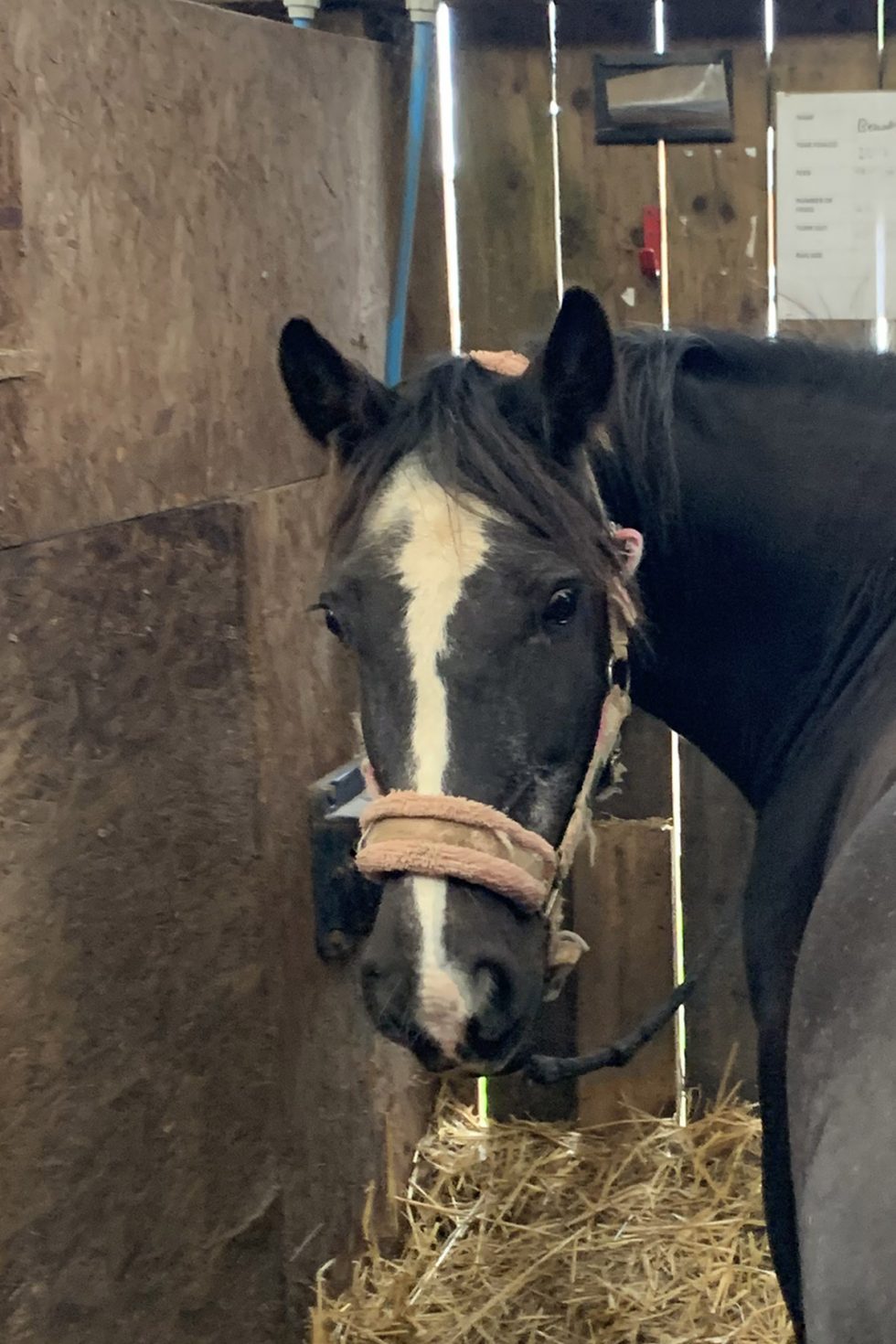 Horses | Barton End Stables Ltd