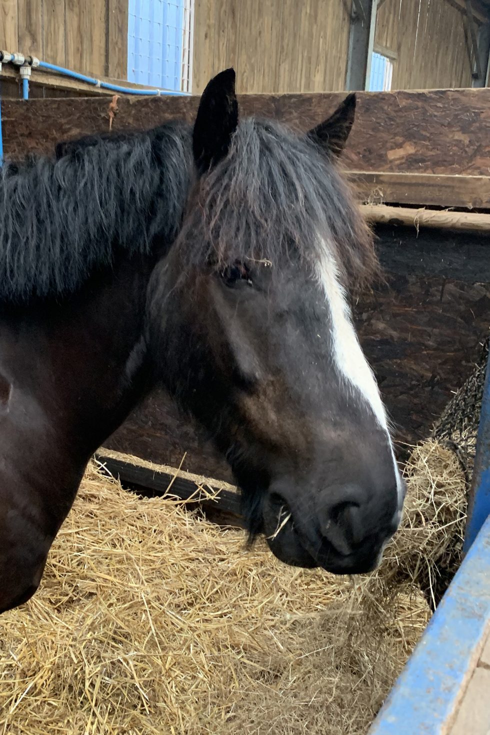 Horses | Barton End Stables Ltd
