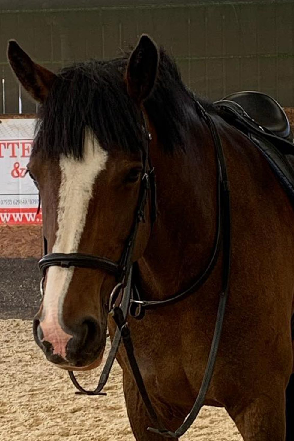 Horses | Barton End Stables Ltd