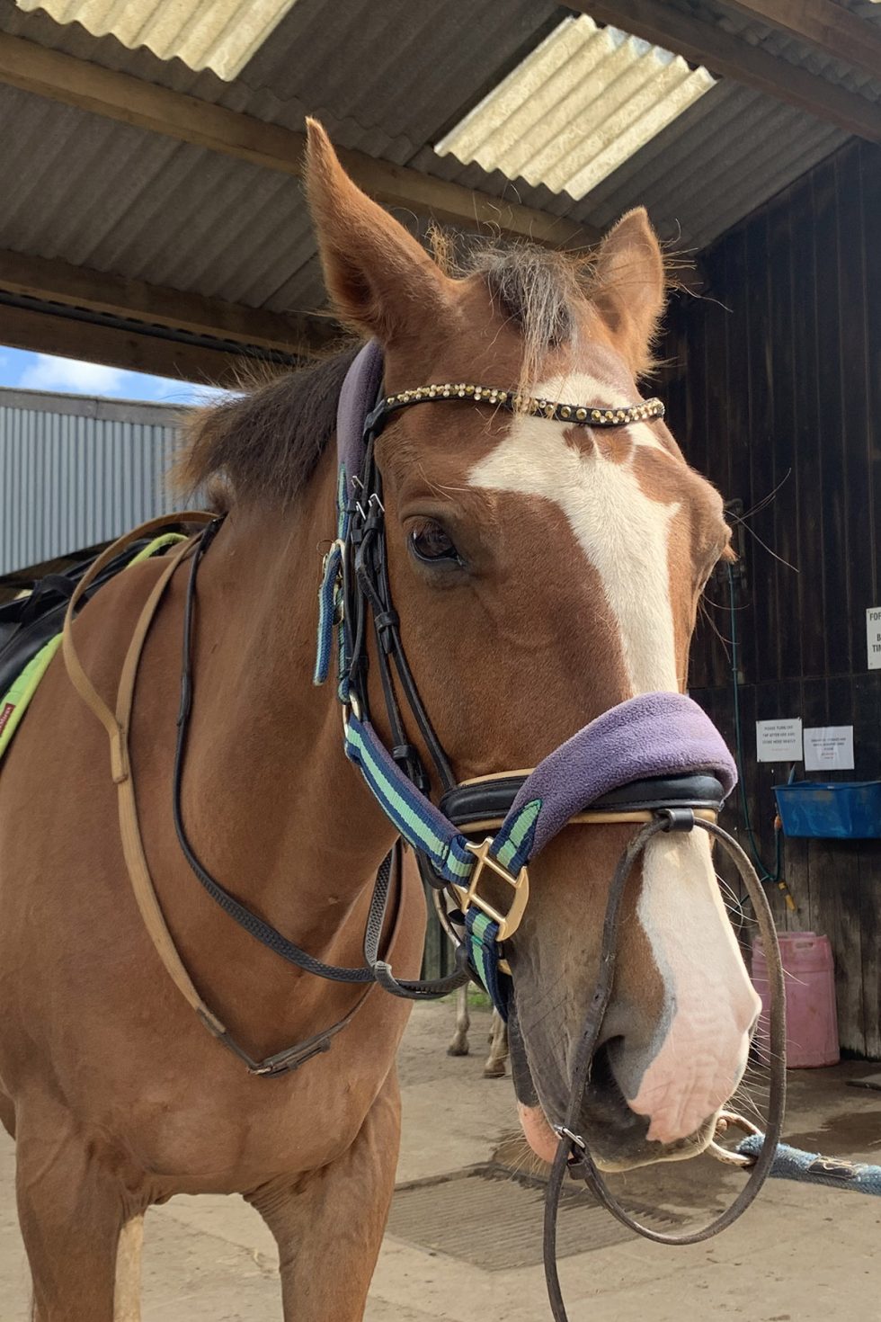 Horses | Barton End Stables Ltd