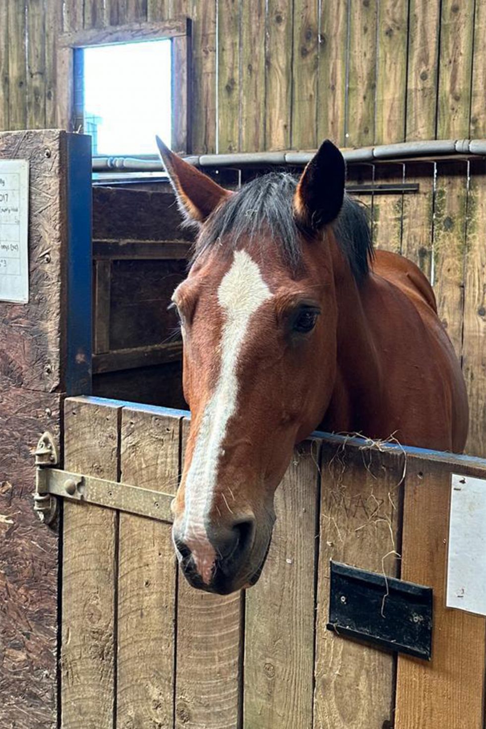 Horses | Barton End Stables Ltd